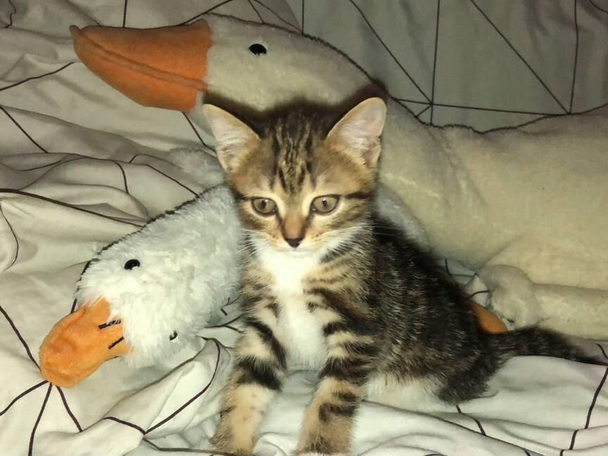 Продам котят