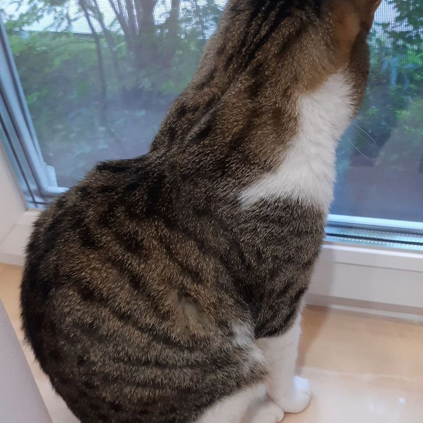 Добрейший Кот