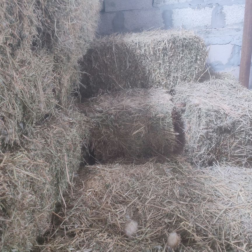 Сено люцерны в тюках