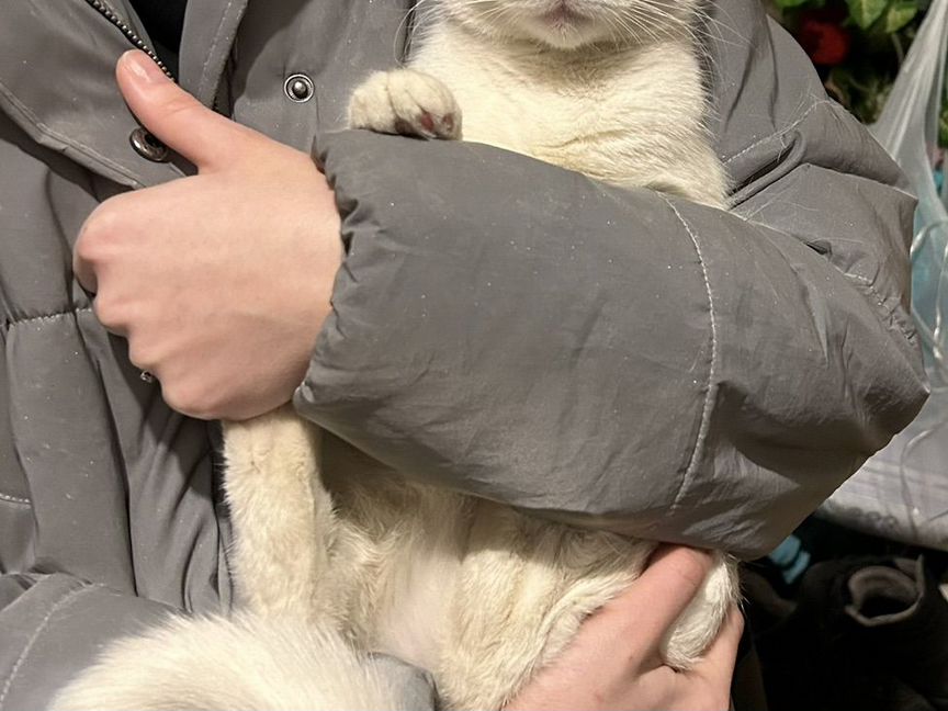Кошки в добрые руки