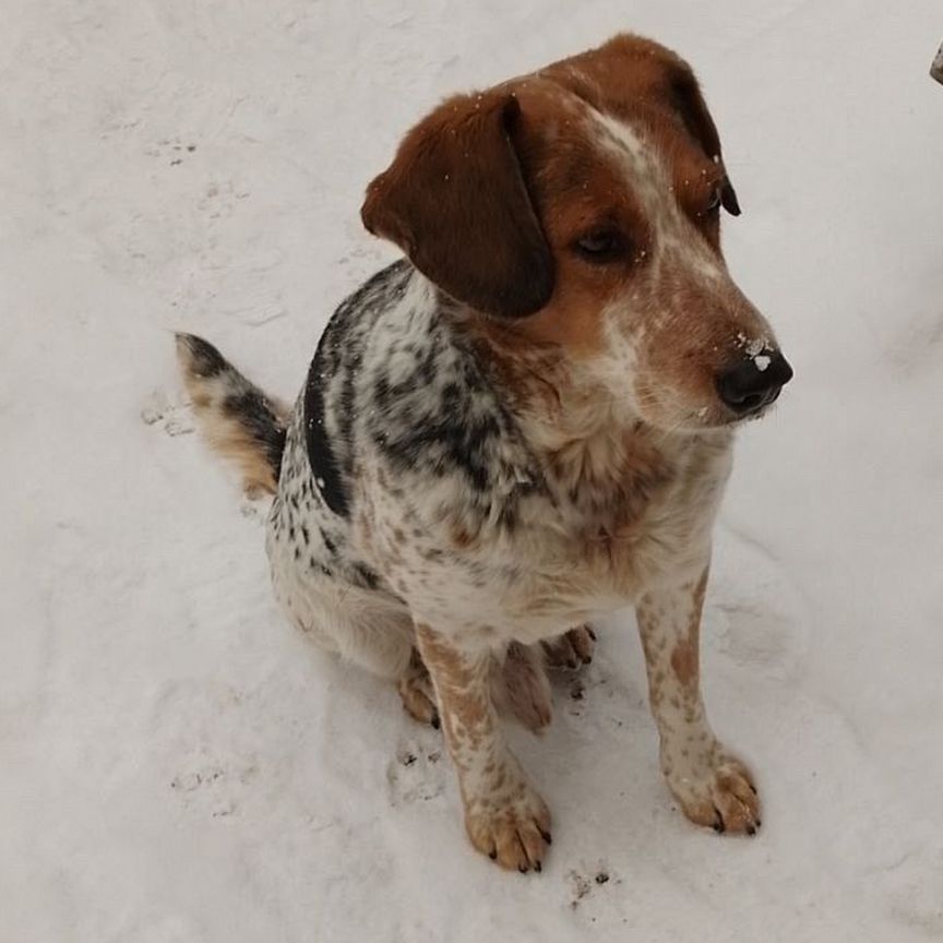 Эстонская гончая, взрослый пёс