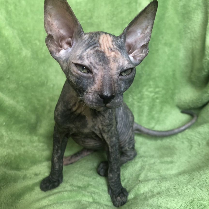 Сфинкс котенок девочка