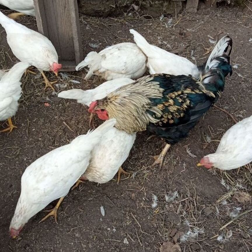 Куры молодки. 7 шт и петух