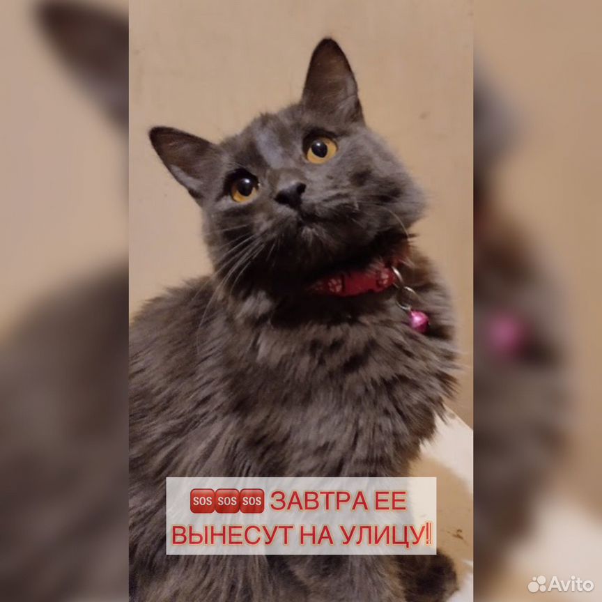Нибелунг