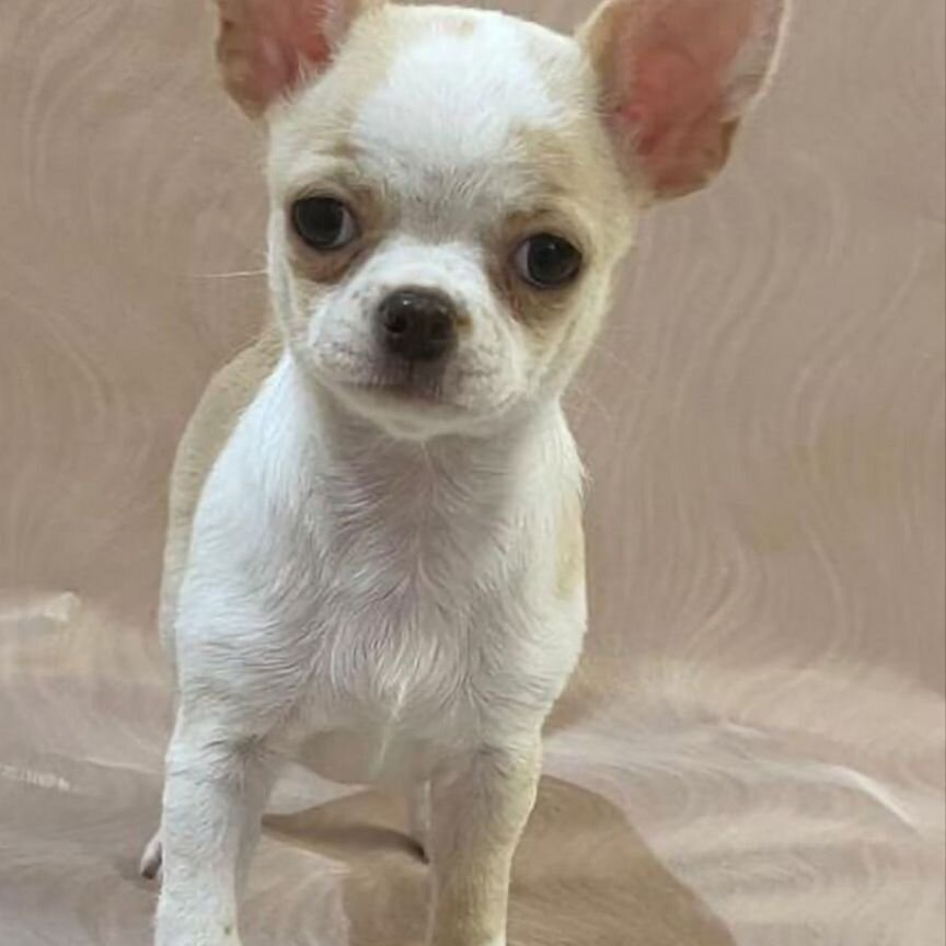 Милочка чихуашечка