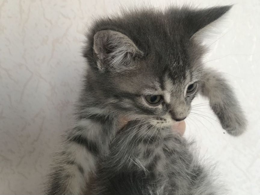 Отдам котят в хорошие руки