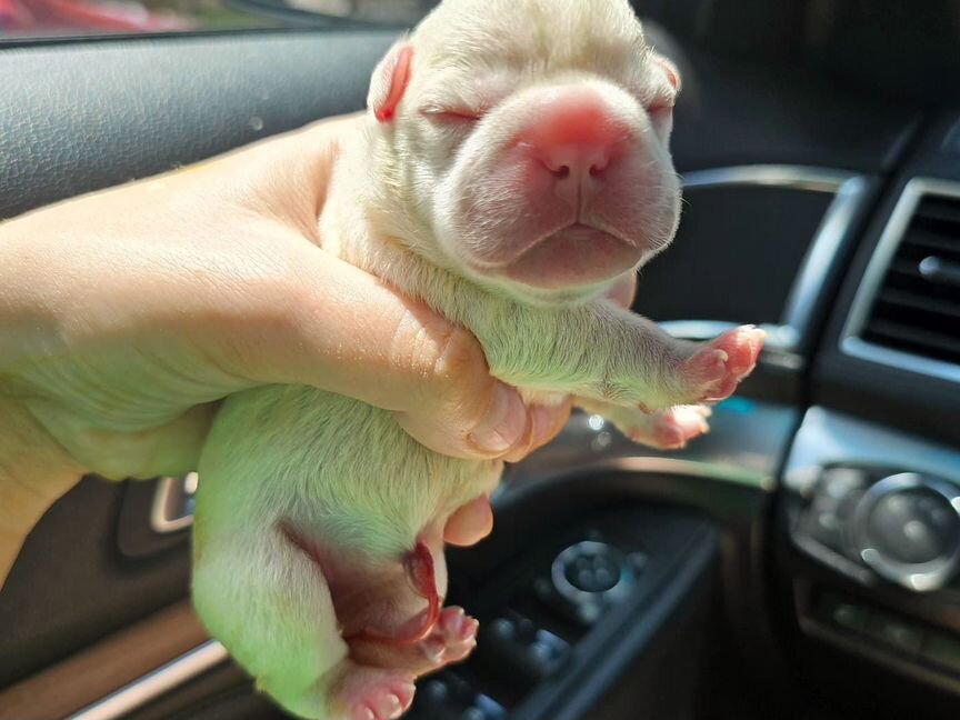 Бигропчики платинум и лилак тан (мерле)