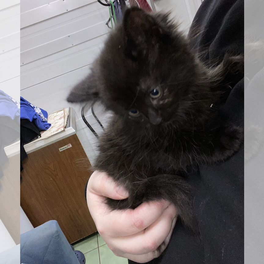Котёнок в добрые руки