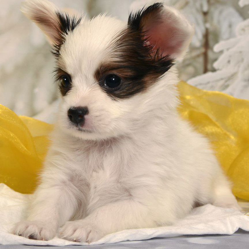 Континентальный той-спаниель папильон, щенок