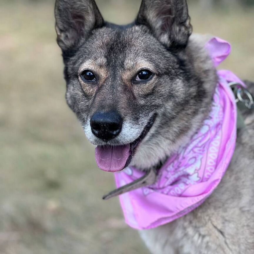 Собака в добрые руки отдам бесплатно