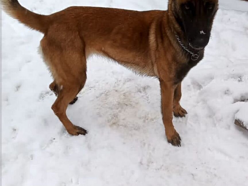 Бельгийская овчарка девочка