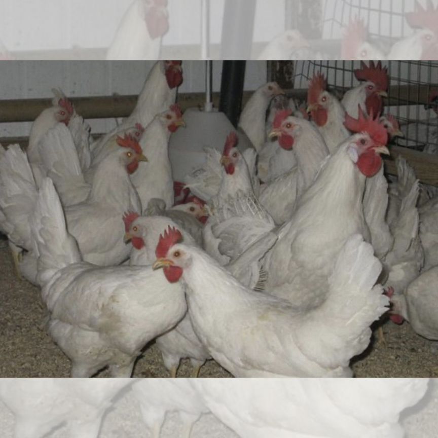 Куры несушки продам