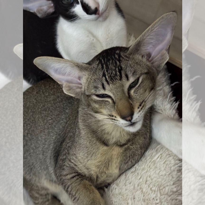 Ориентальный котёнок