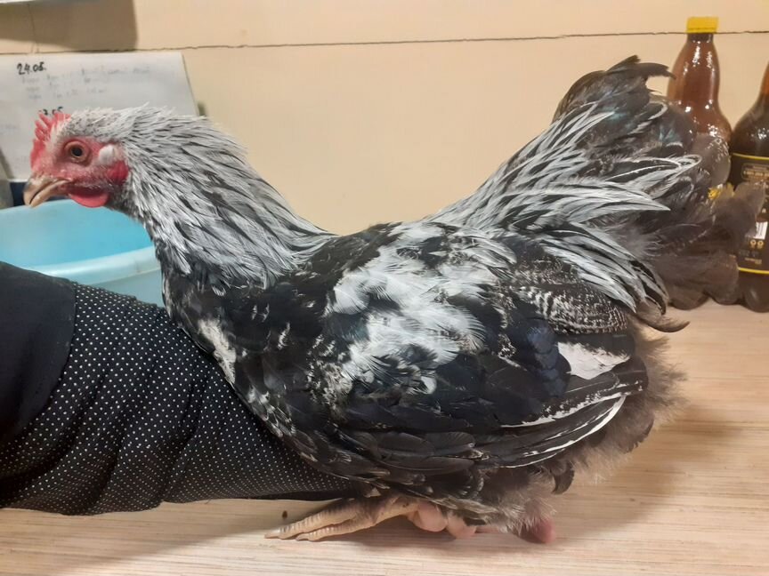 Петушок-виандот серебро