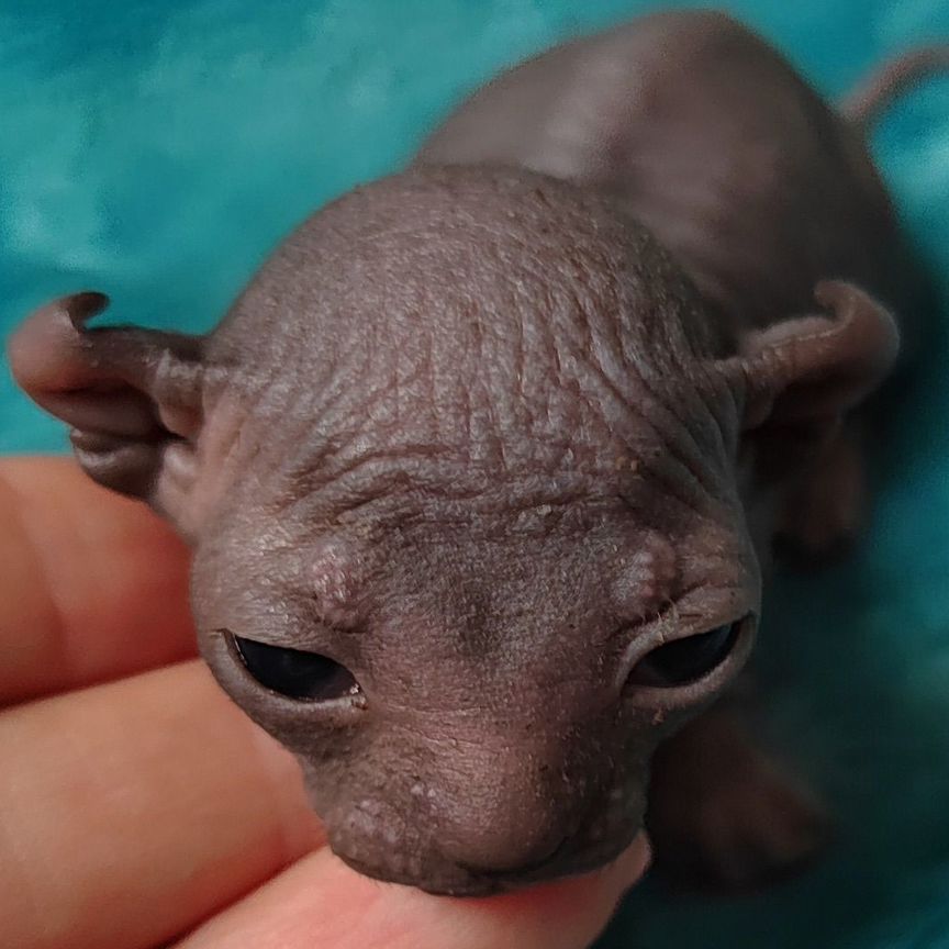 Двельф котёнок