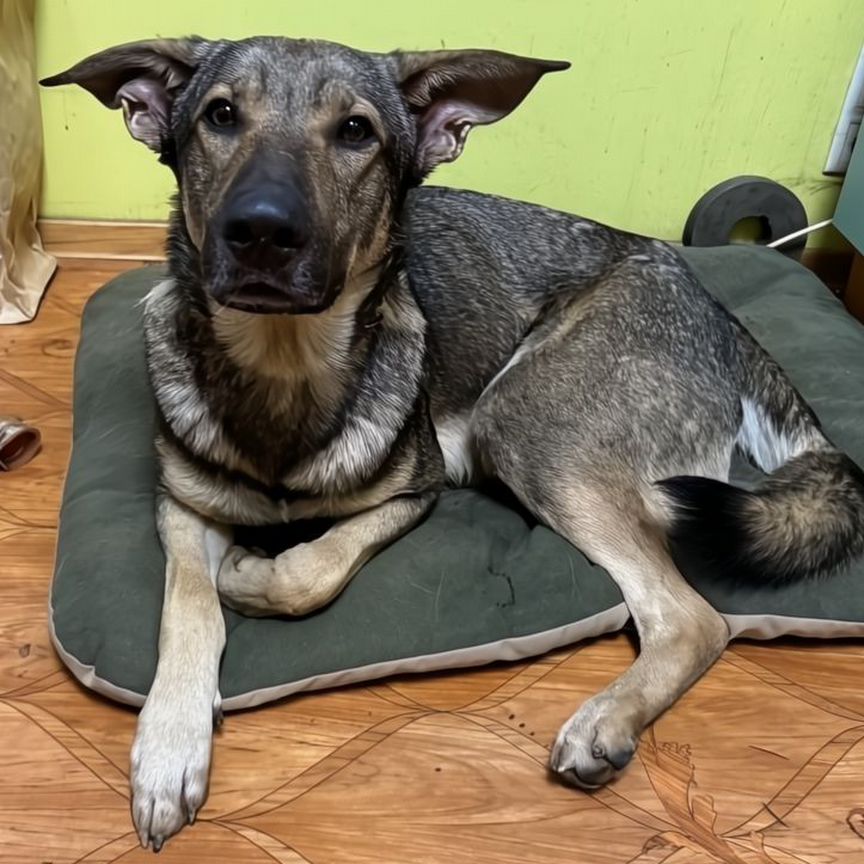 Щенок в добрые руки