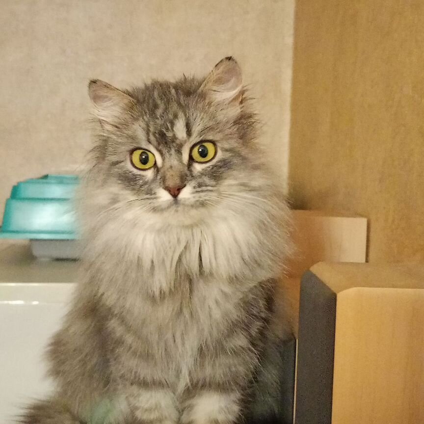 Кошка в добрые руки