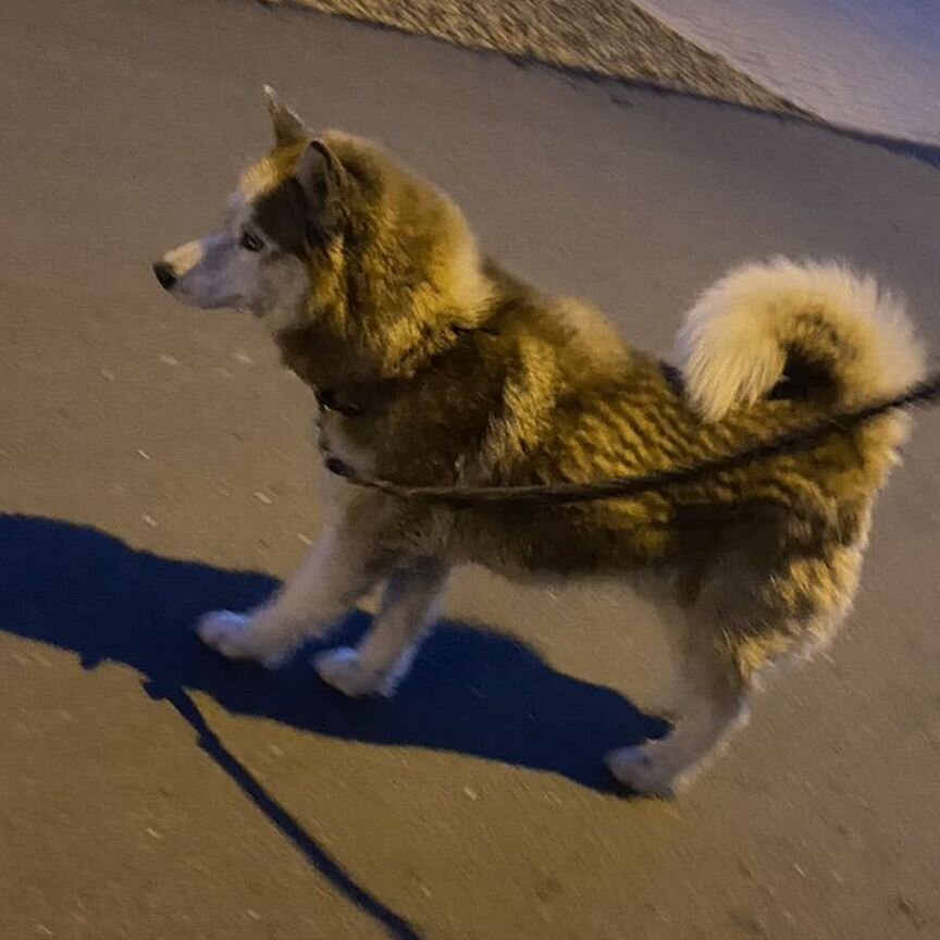 Хаски в добрые руки