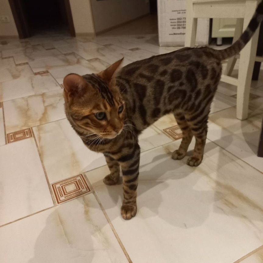 Бенгальская кошка в добрые руки