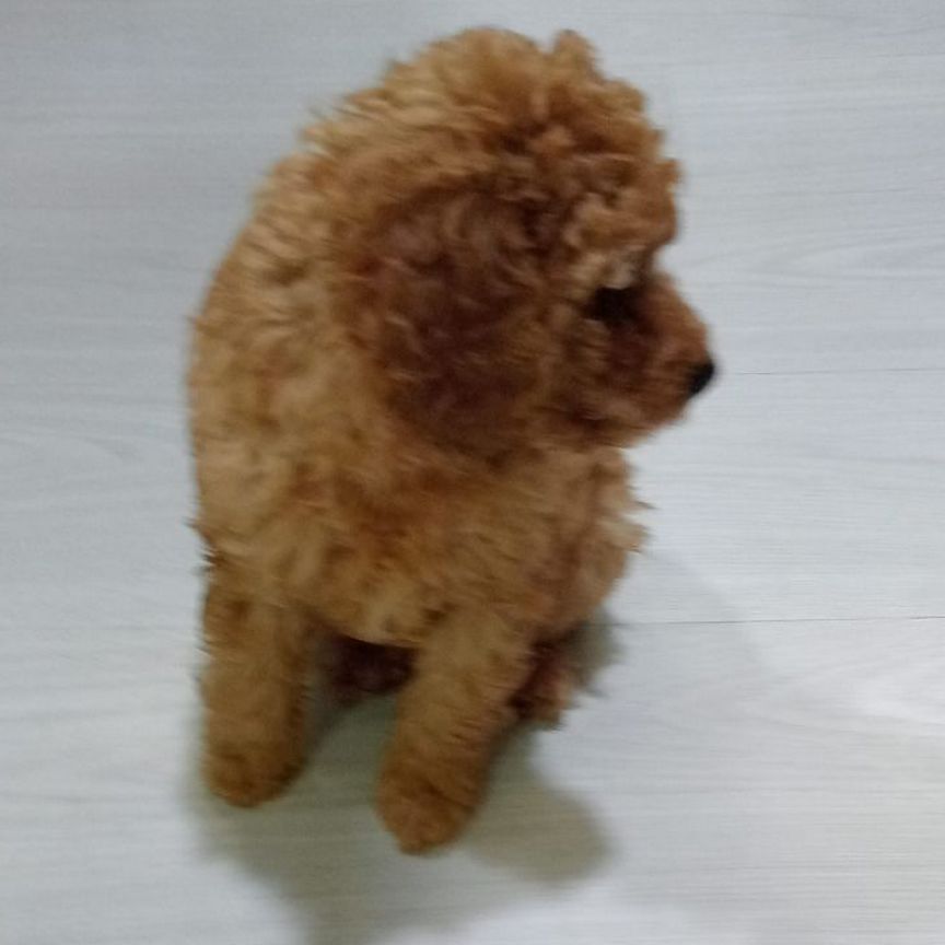 Карликовый пудель