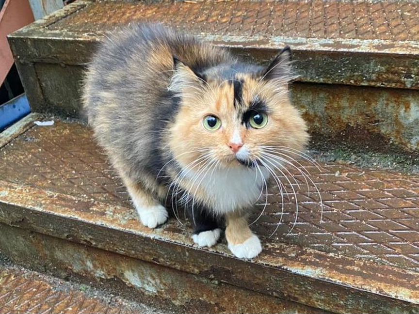 Миниатюрная лисковая кисонька