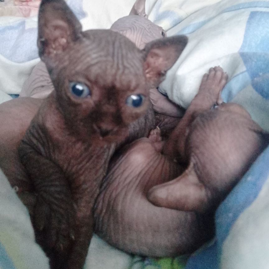 Канадский сфинкс котёнок