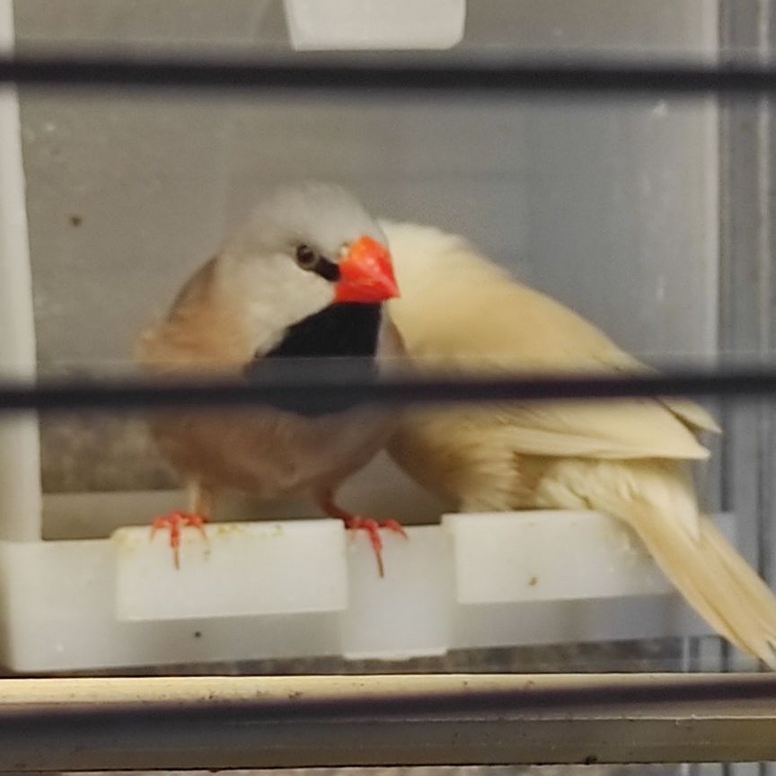 Острохвосты. Цена за пару. Продажа только парой