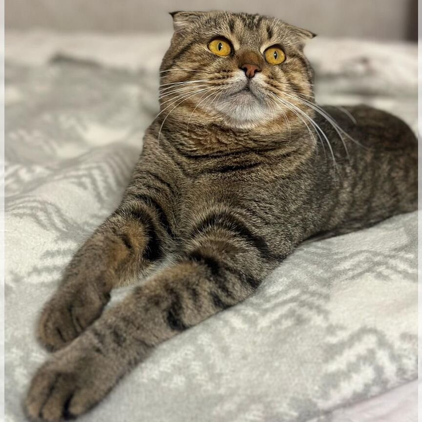 Шотландский вислоухий короткошёрстный, взрослый кот