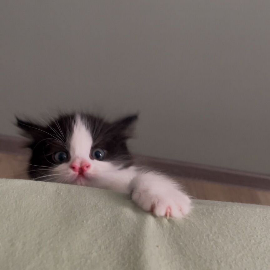 Особенный котенок