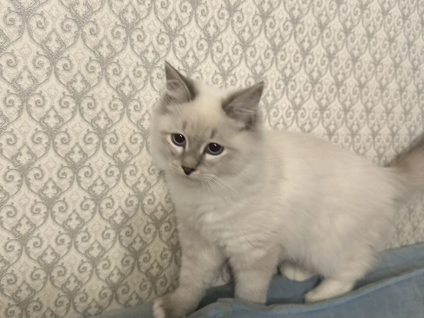 Невские маскарадные детки