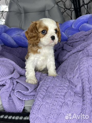 Девочка Кавалер Кинг Чарльз Спаниель