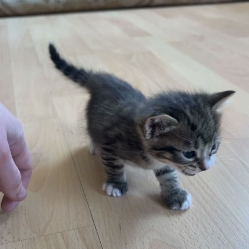 Котенок мальчик