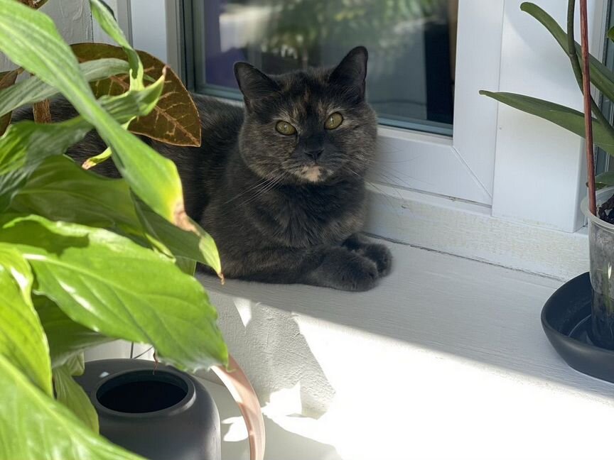 Кошка в дар бесплатно