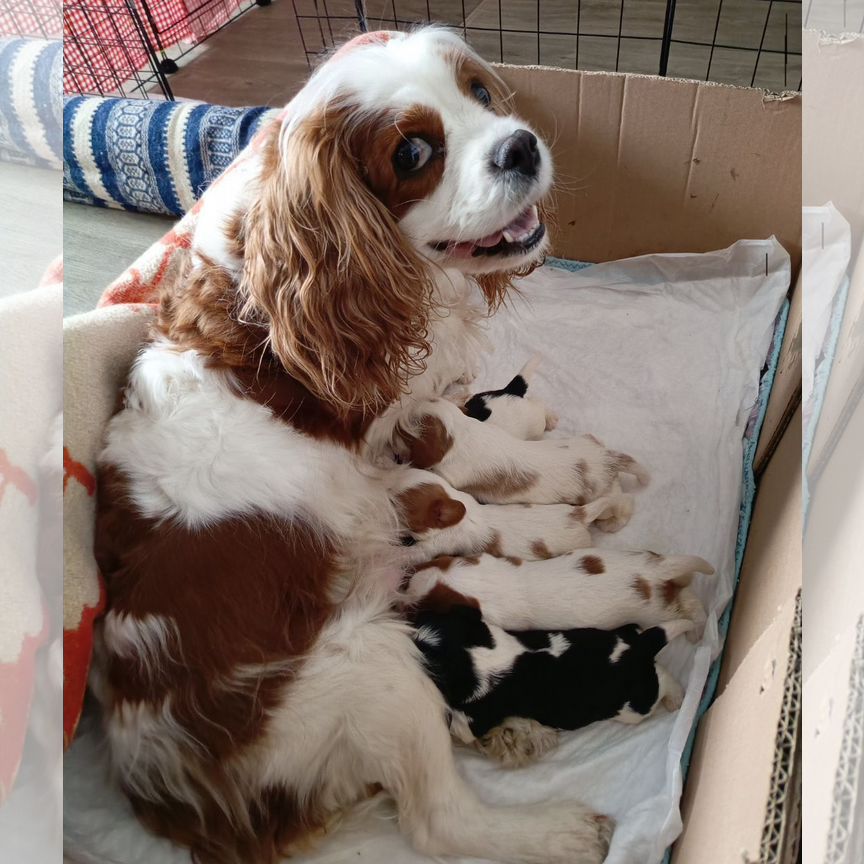 Кавалер кинг-чарльз-спаниель, щенок