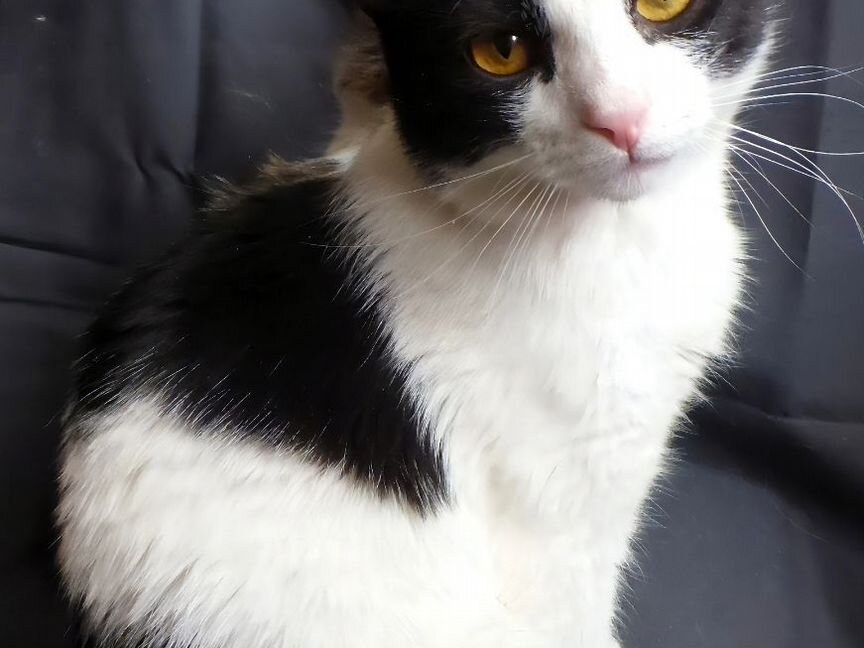 Кошка