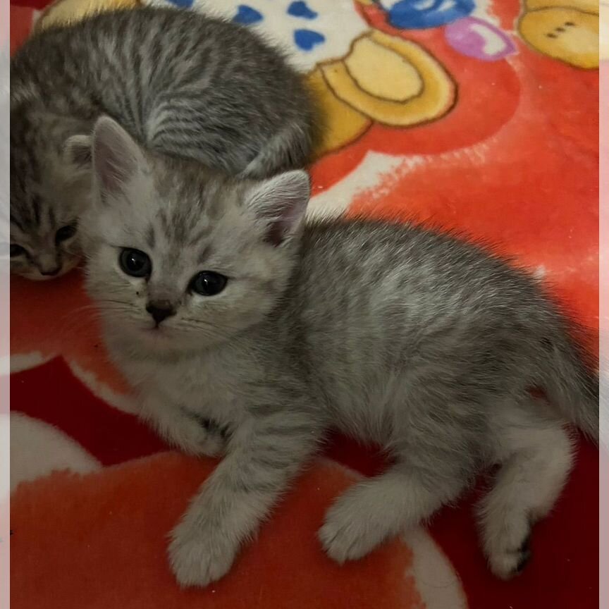 Шотландский вислоухий длинношёрстный котёнок