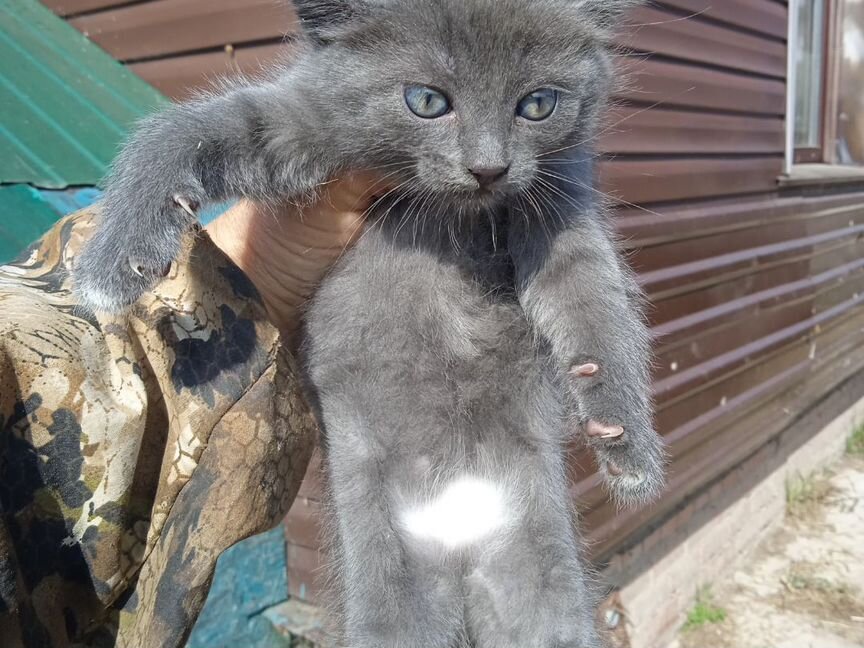 Котенок голубой