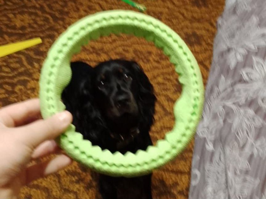 В добрые руки кокер спаниэль