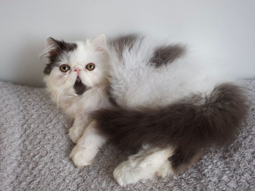 Персидский котенок