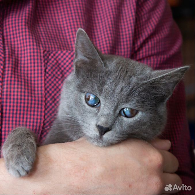 Котик Сид, 8 месяцев