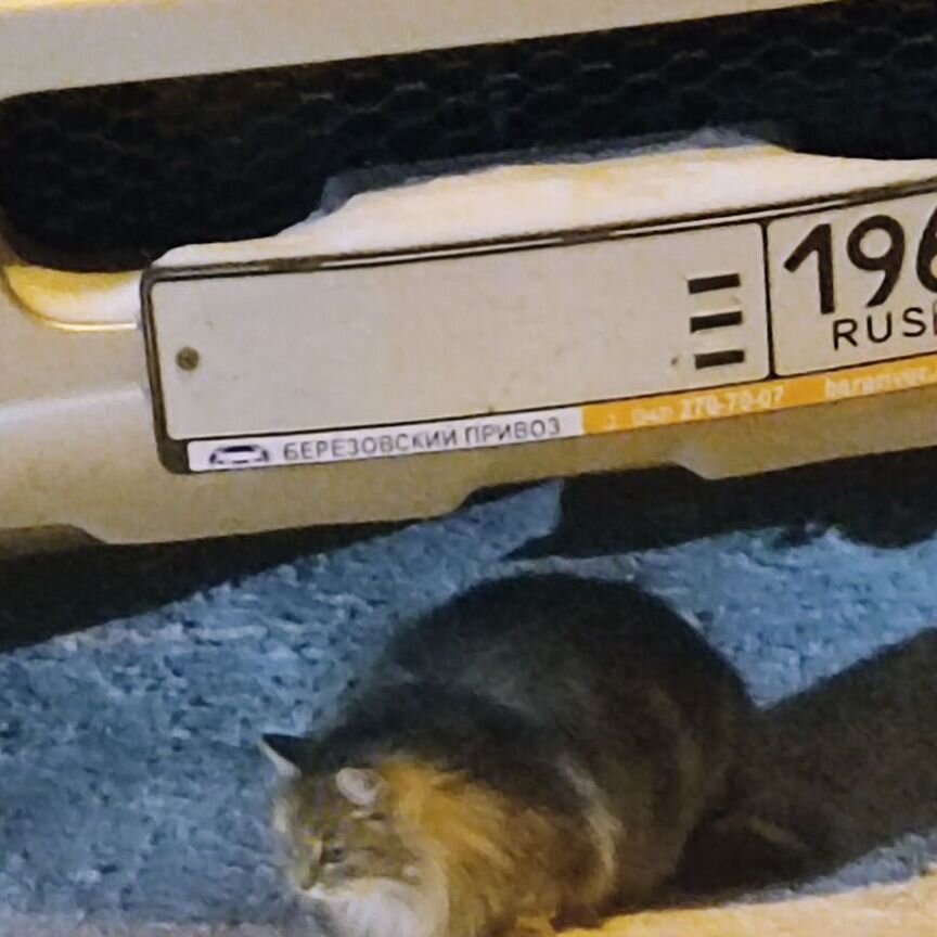 Взрослая, Девочка кошка в добрые руки