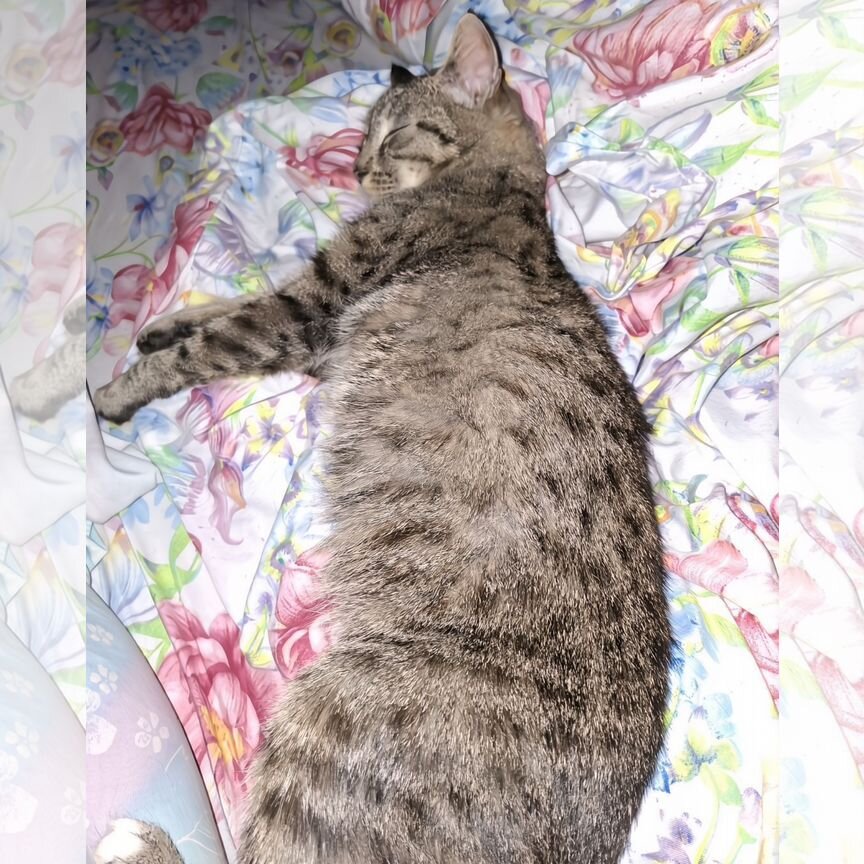 Взрослая, кошка в добрые руки