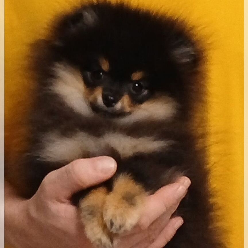 Померанский шпиц, щенок