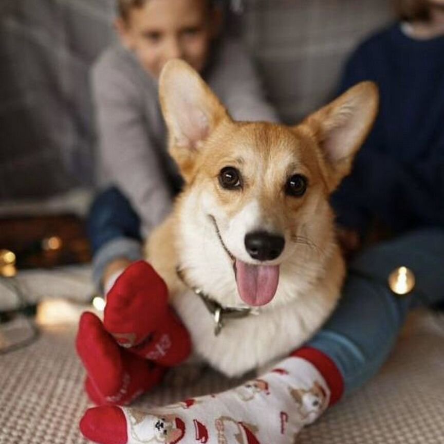 Вельш-корги пемброк кобель вязка