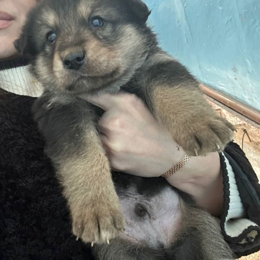 Пропадают щенки