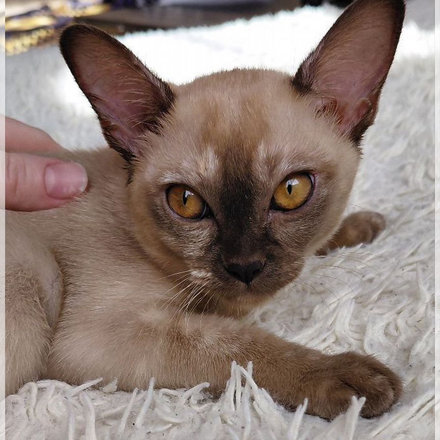 Европейский бурманский котёнок