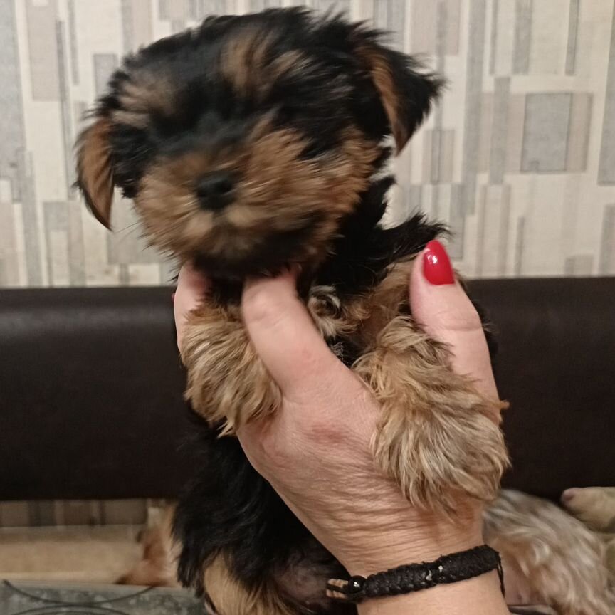 Йоркширский терьер, щенок