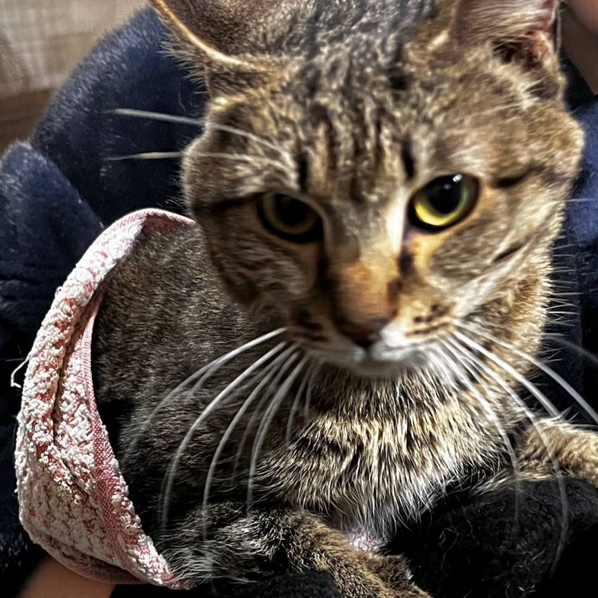 Взрослый кот в добрые руки