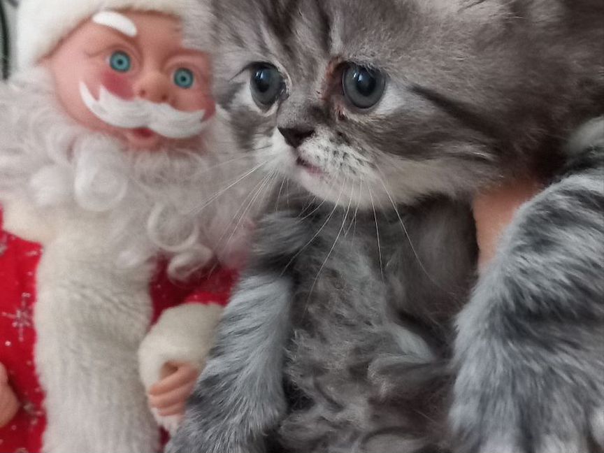 Экзотические котята