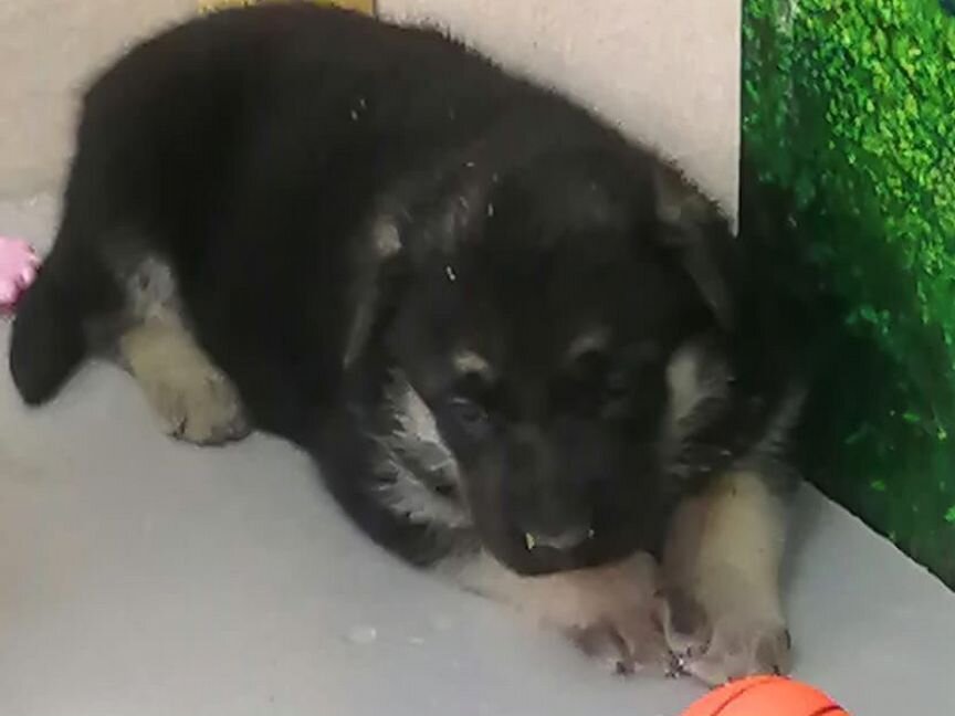 Восточноевропейская овчарка